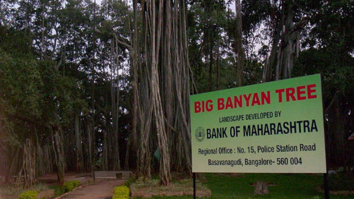 മൂന്നേക്കറിൽ പടർന്ന് കിടക്കുന്ന ആൽമരം | Big Banyan Tree in Bangalore ...