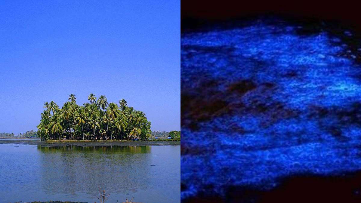 കുമ്പളങ്ങിയിൽ വീണ്ടും കവര്! നിലാവിലെ നീലവെളിച്ചം കാണാൻ പോകാം | Kavaru ...