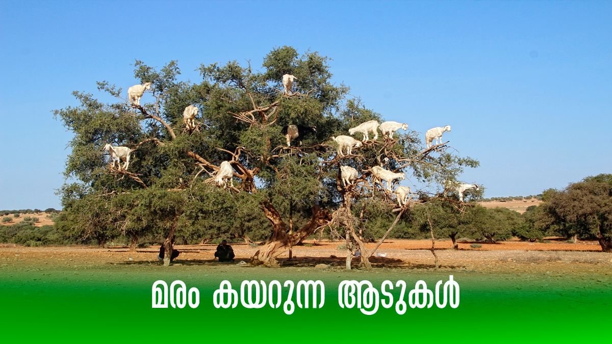 Know The Story Of Tree-climbing Goats In Morocco-Here's Why- Details In ...