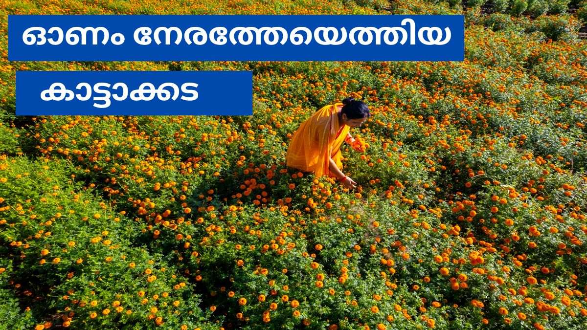 The Marigold Jamathi Blooms In Kattakada - No Need To Go Thovala ...