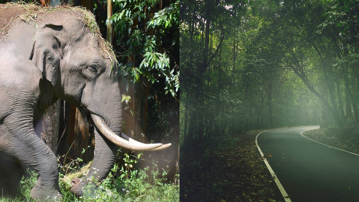 Konni- Kumbhavurutty One Day Trip-KSRTC Vithura Tour Package-Booking ...