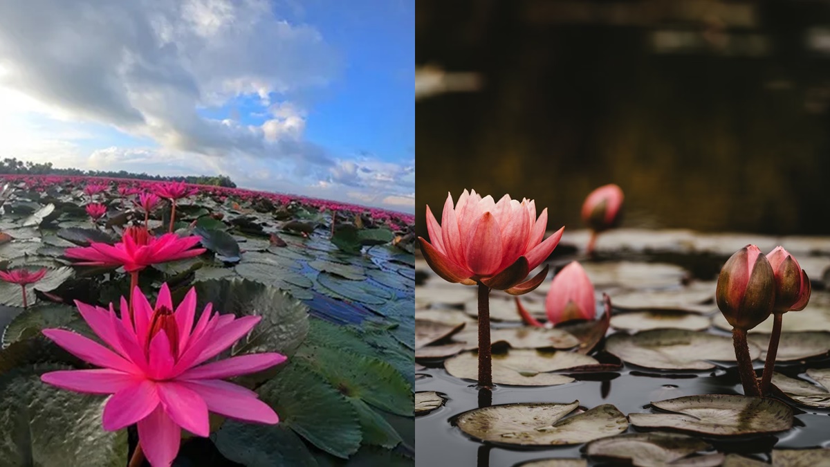 Water Lily Blooms In Kottayam Kollad, See The Beauty Of Ambal Flowers ...